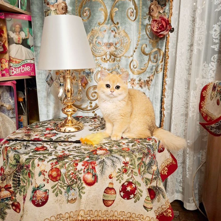 Котёнок золотая шиншилла