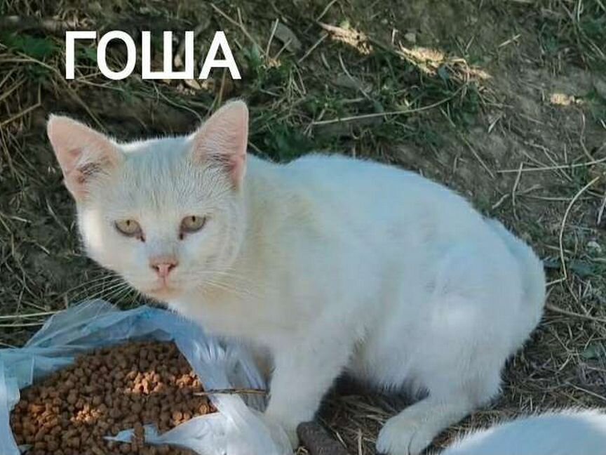 Котики белые грустняшка и стесняшка