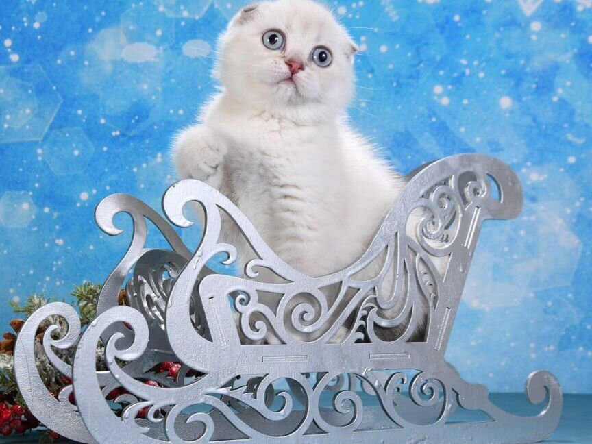 Шотландские котята