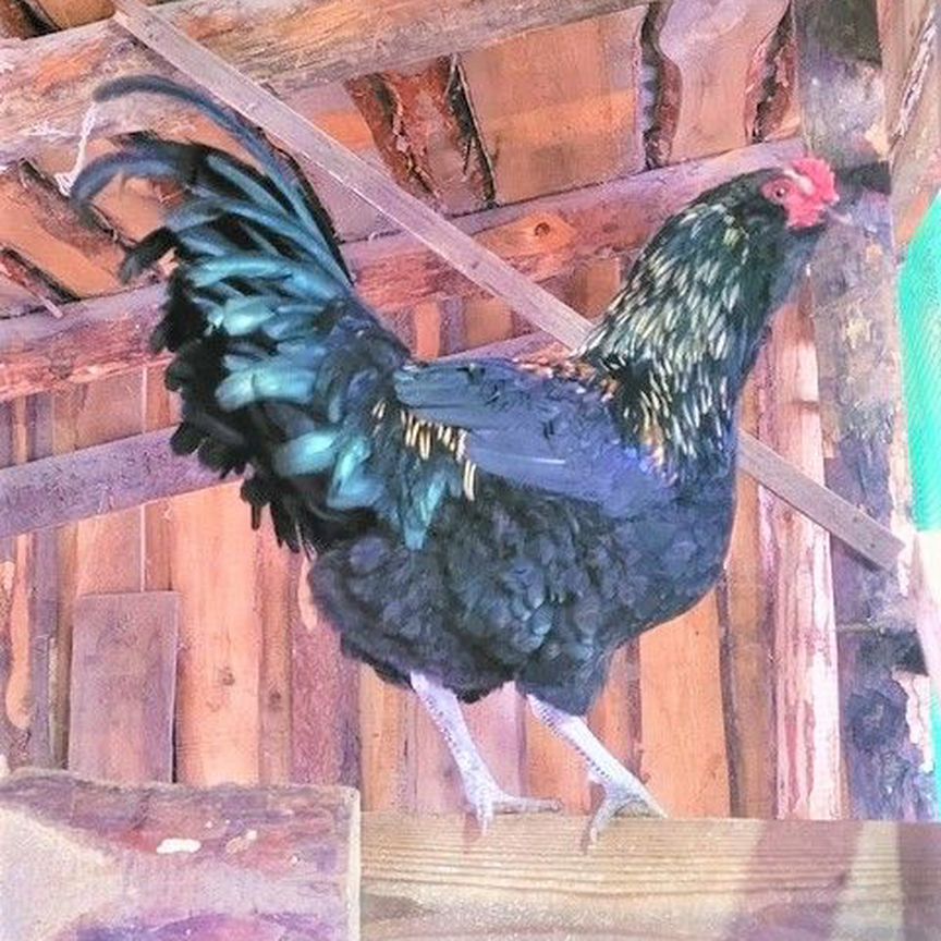 Молодые петухи