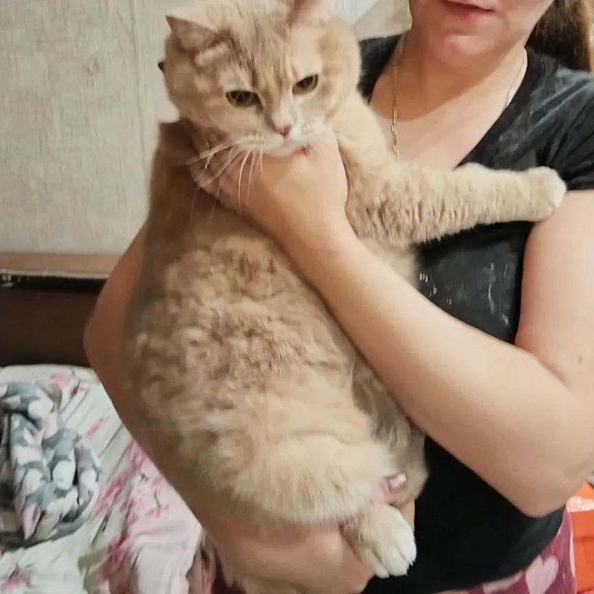 Отдам в надёжные, любящие руки