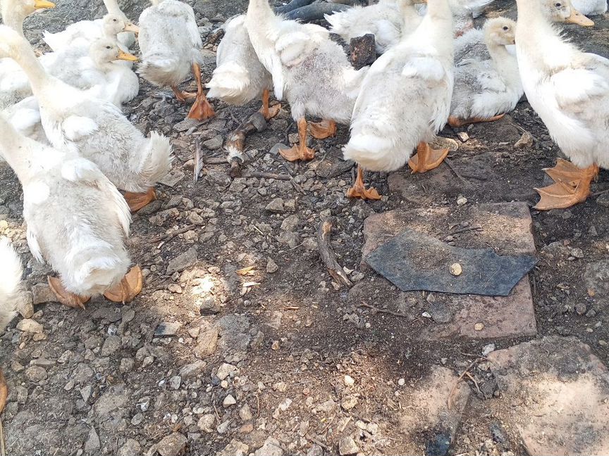 Месячные утята Агидель