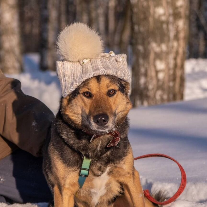 Самый верный друг в заботливые руки
