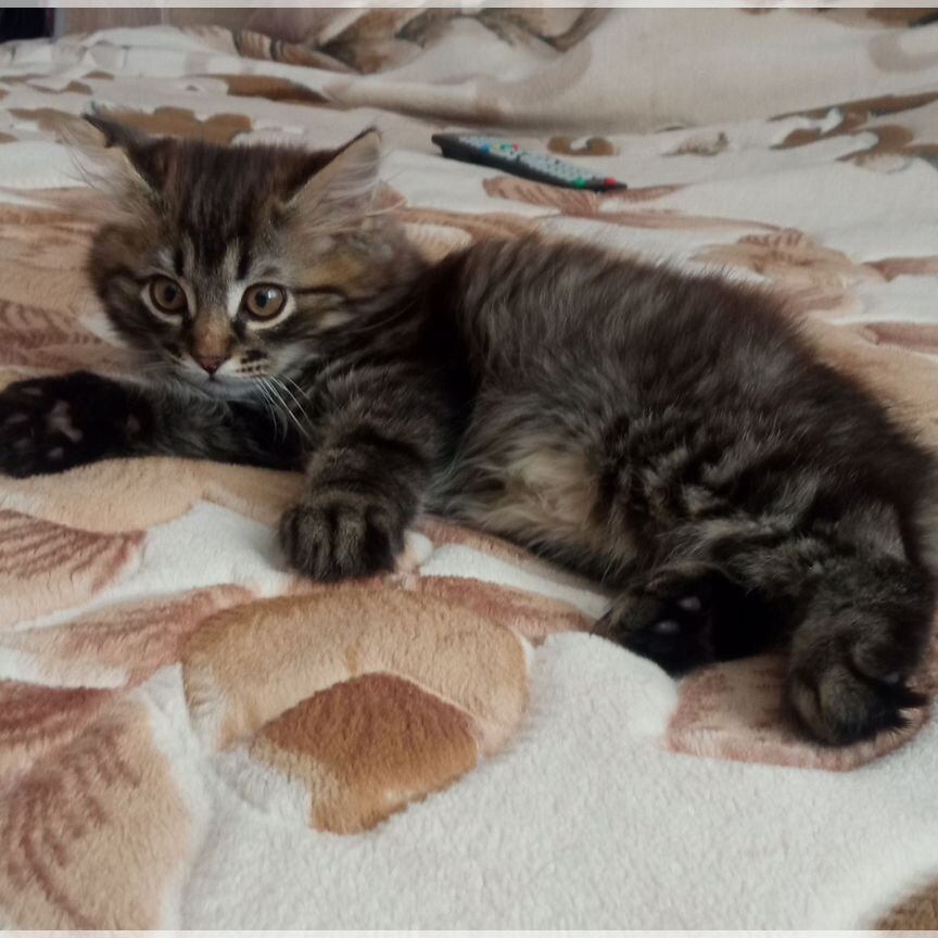 Котенок в добрые руки