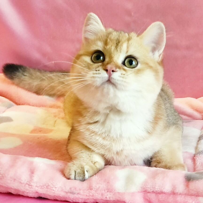 Британский короткошёрстный котёнок