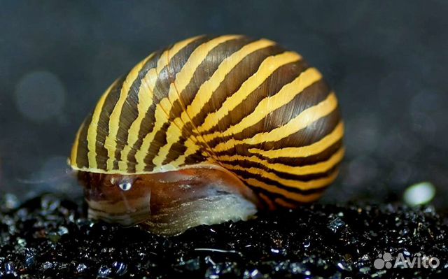 Улитка зебра