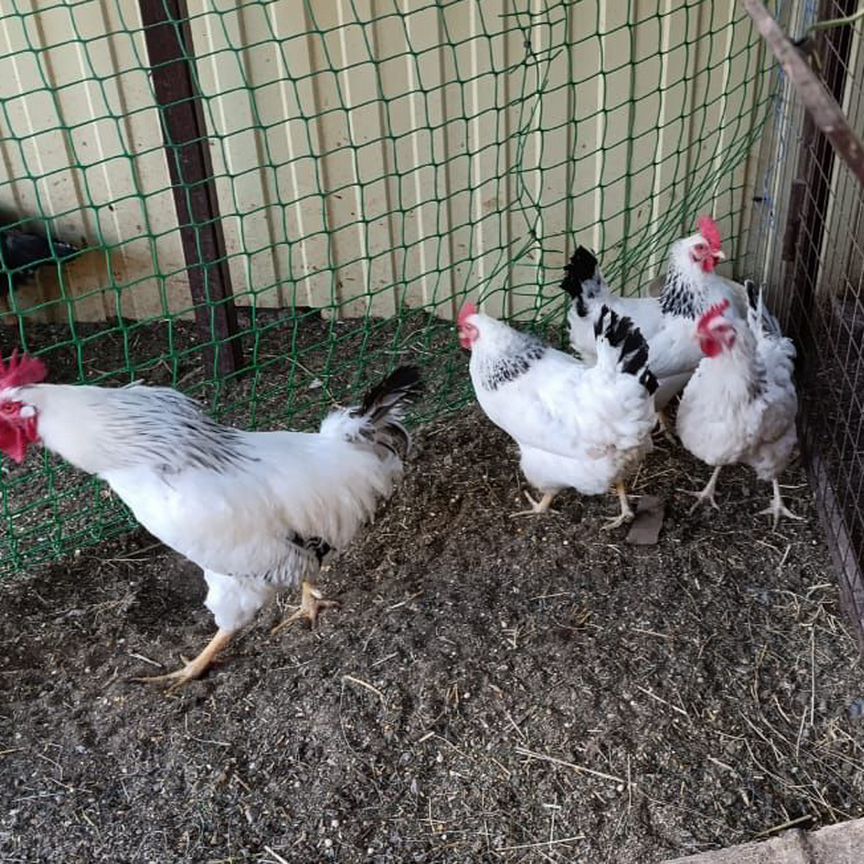 Продам куриц и петуха