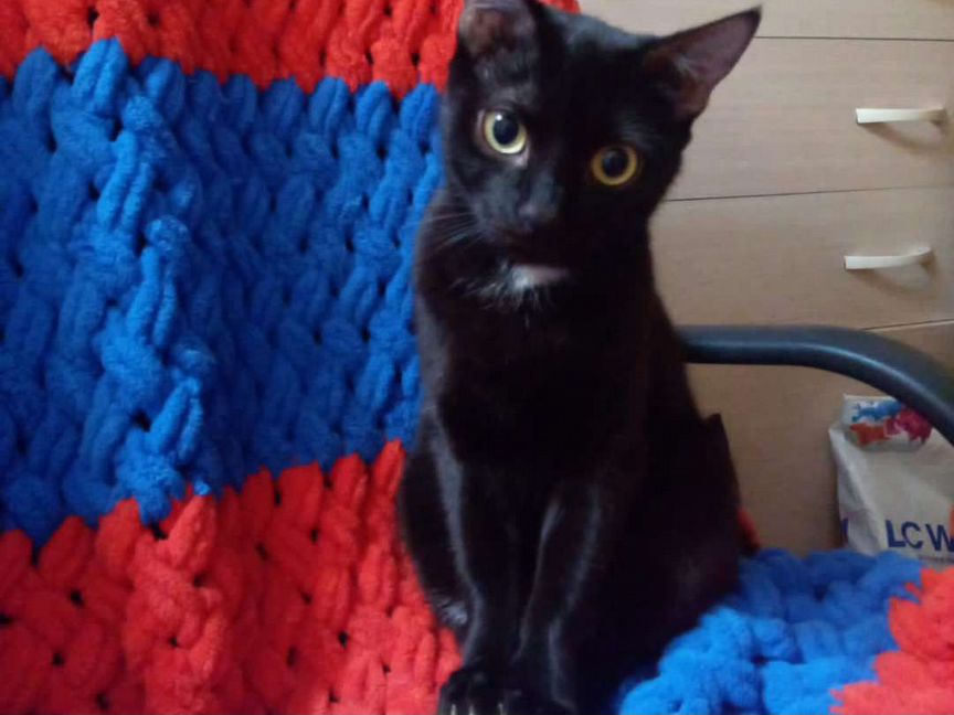 Молодая веселая кошка