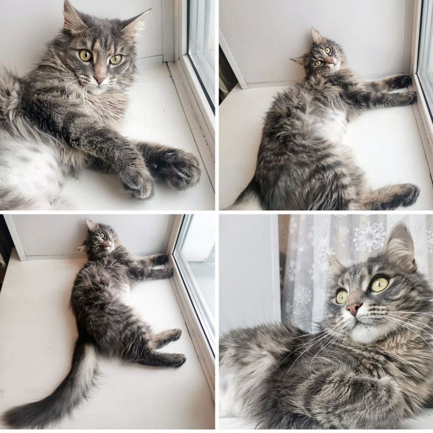 Ищем семью для ласковой и почти сибирской кошечки