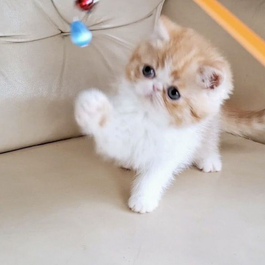 Экзотические котята