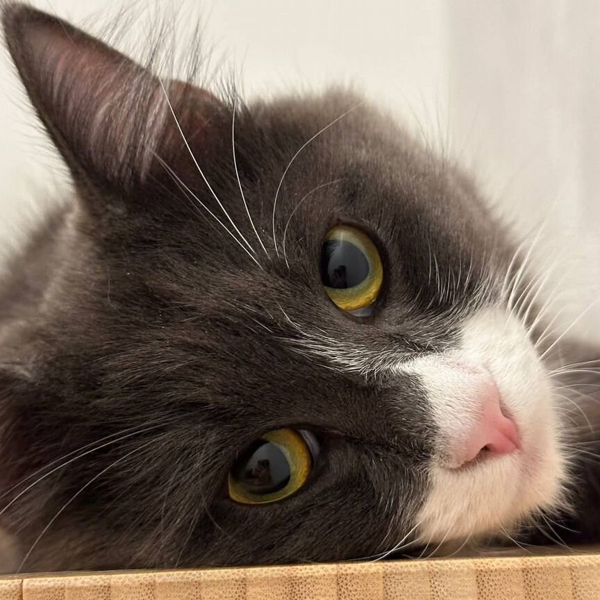 Котики в добрые руки