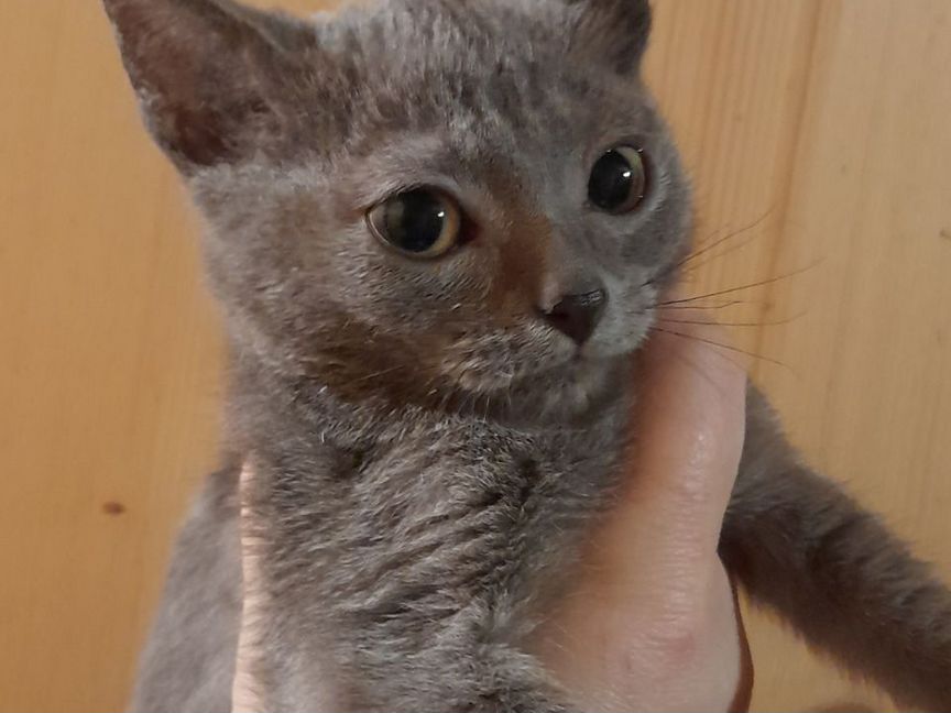 Помогите пристроить котят
