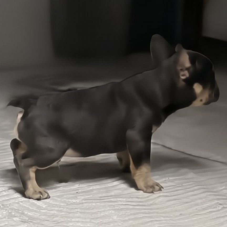 Французский бульдог, щенок