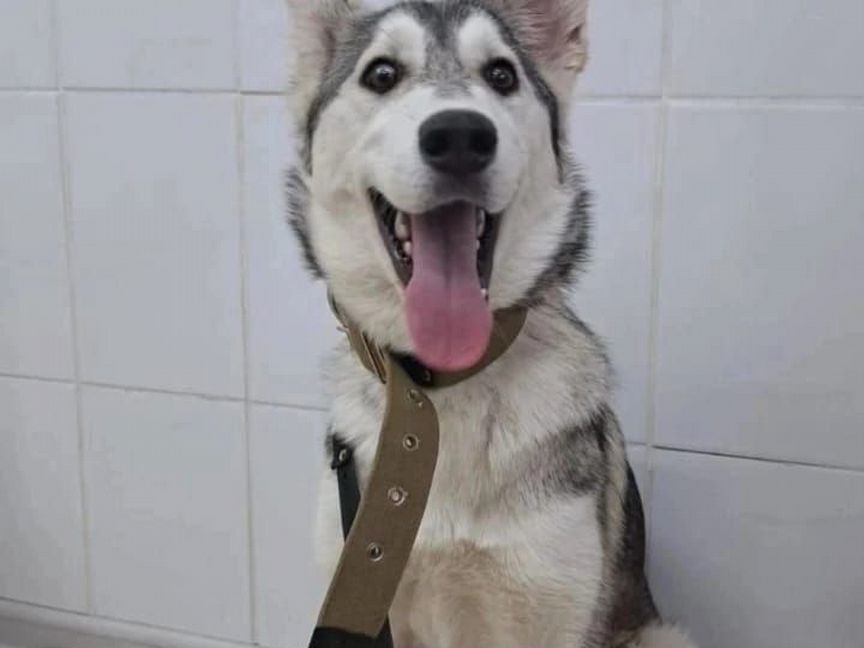 Собака в добрые руки отдам бесплатно