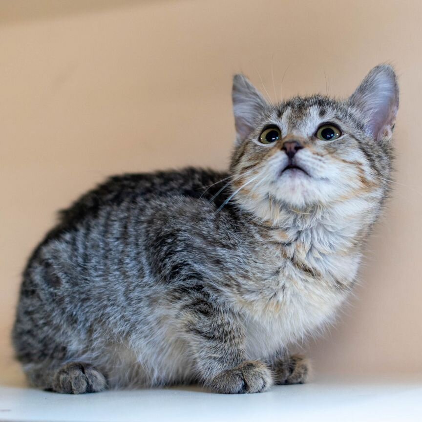 Котенок мальчик полосатик в добрые руки