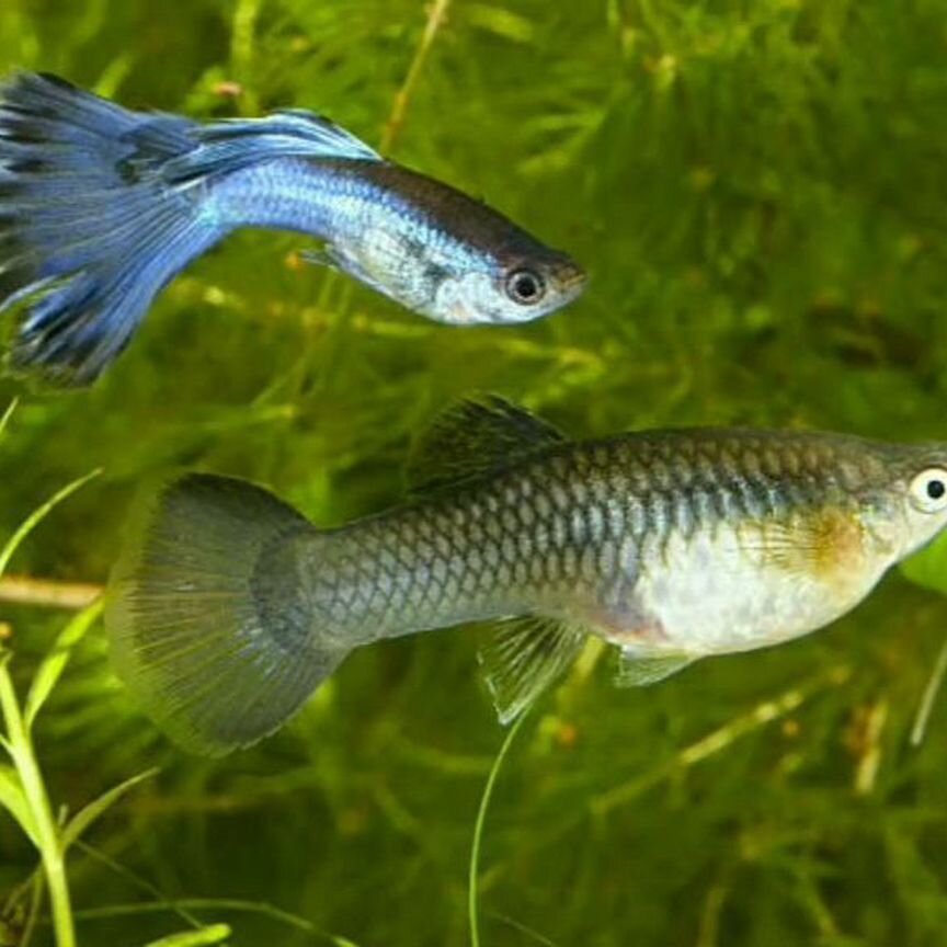 Гуппи разноцветные