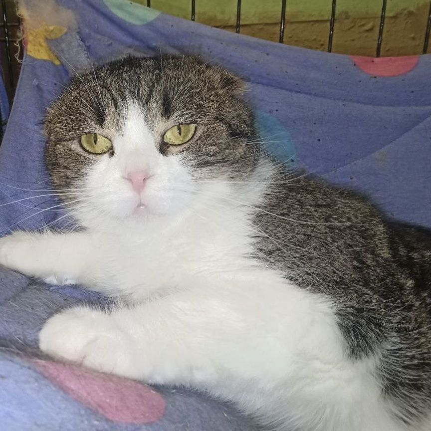 Взрослая, Девочка кошка в добрые руки