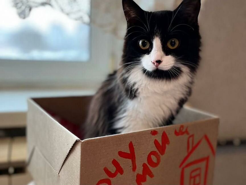 Котенок девочка 7 месяцев стерилизована