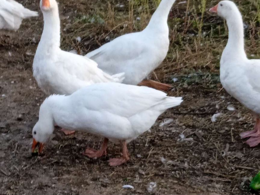 Гусь Губернаторский