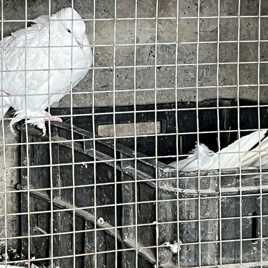 Андижанские голуби