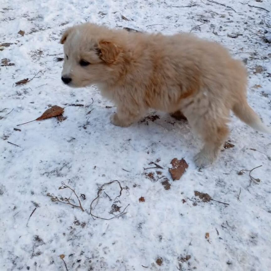 Щенята, отдам в хорошие руки