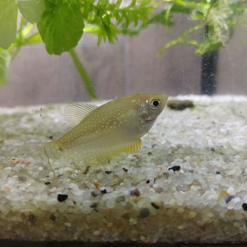 Гурами жемчужный