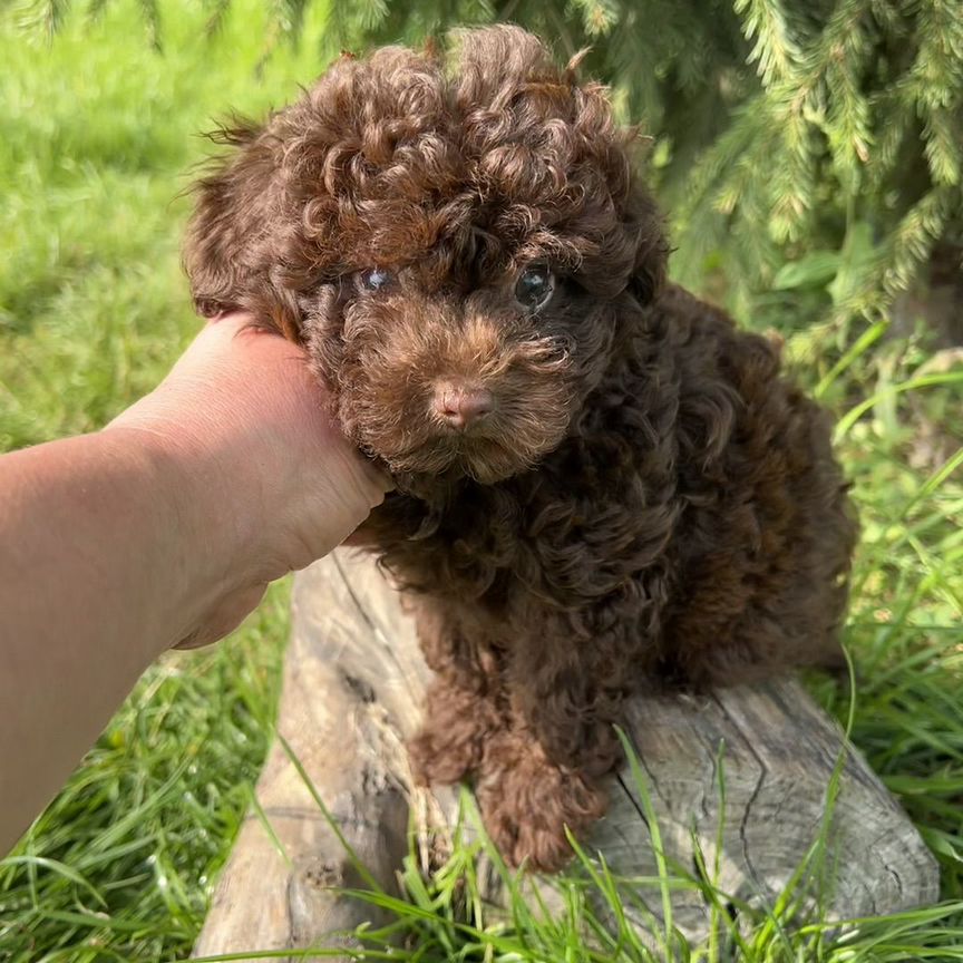 Мальтипу лучшие