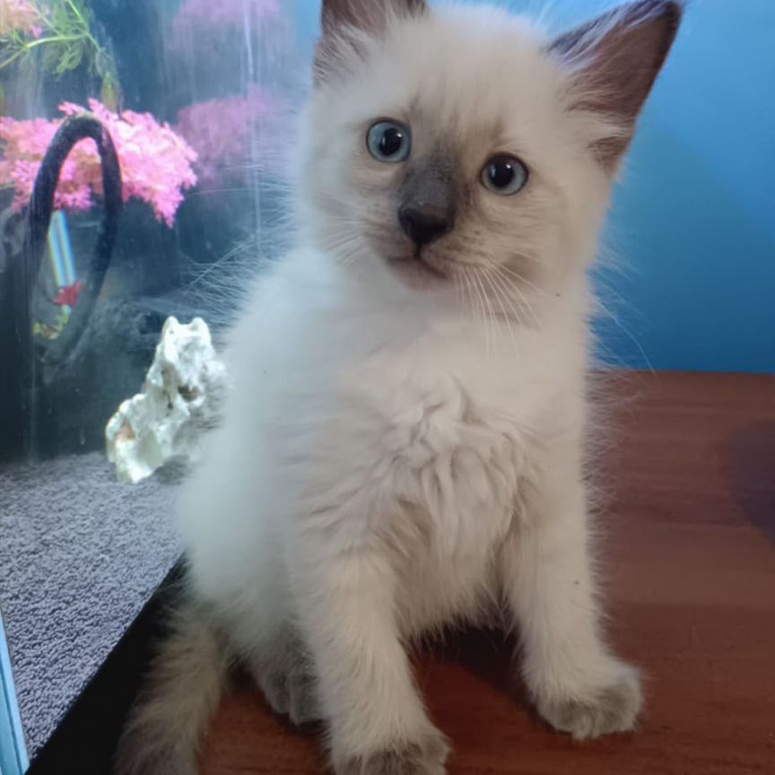 Тайский котенок