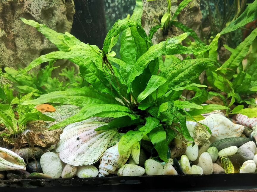 Папоротник таиландский