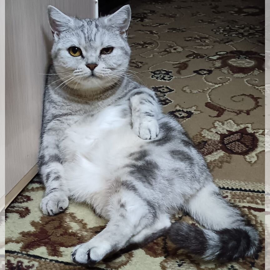 Шотландская прямоухая короткошёрстная кошка, взрослая