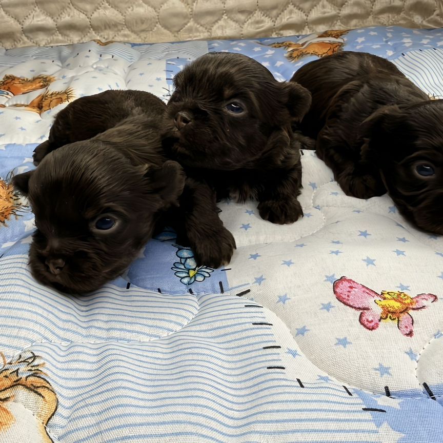 Йоркширский терьер, щенок