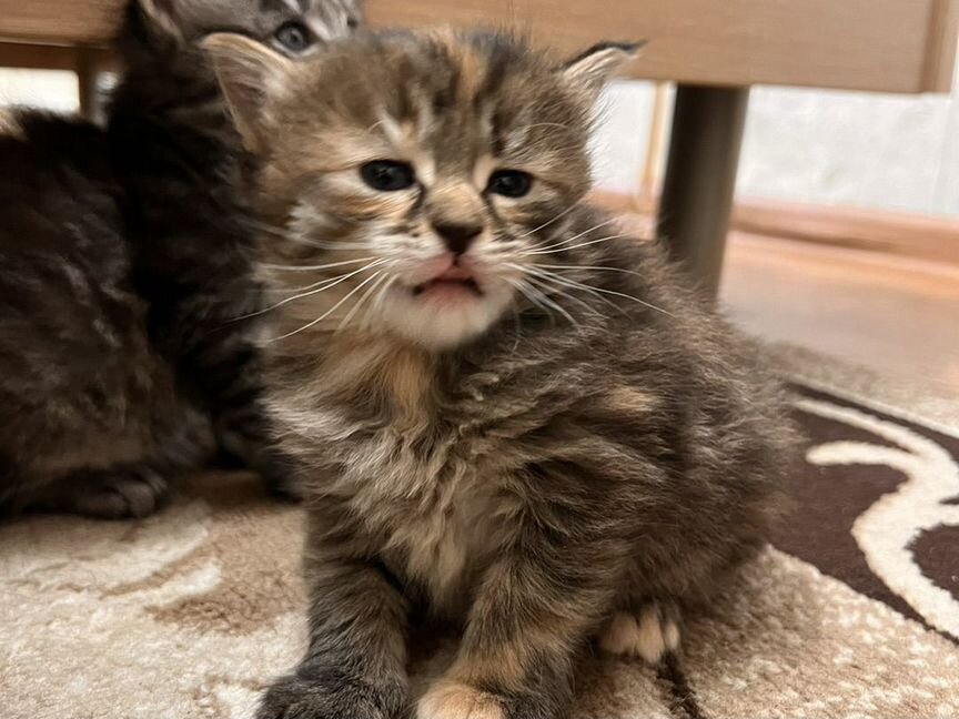 Котята мейн-кун