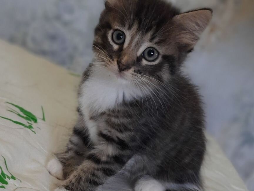 Котёнок полосатик)