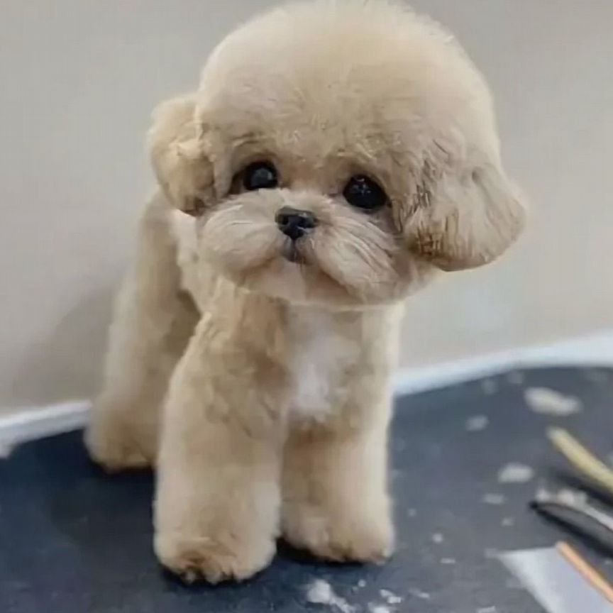 Микро собака из Китая