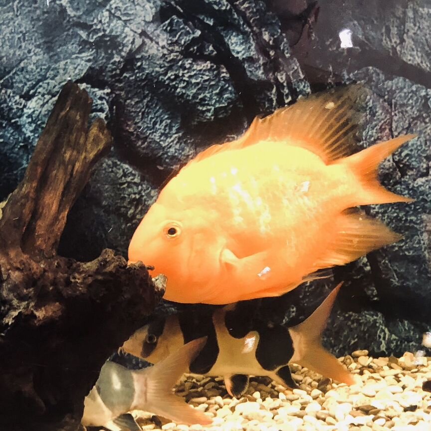 Аквариумные рыбы