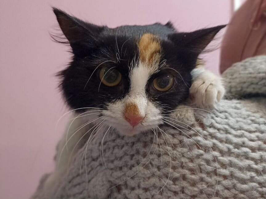 Котёнок Тыковка в добрые руки