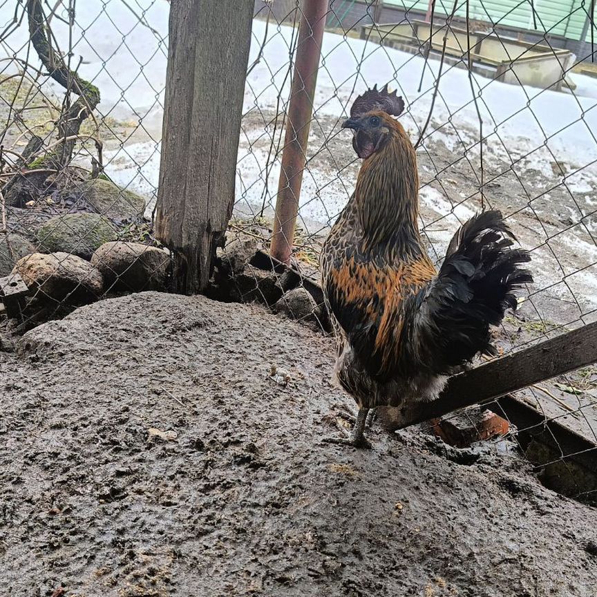 Куры петухи