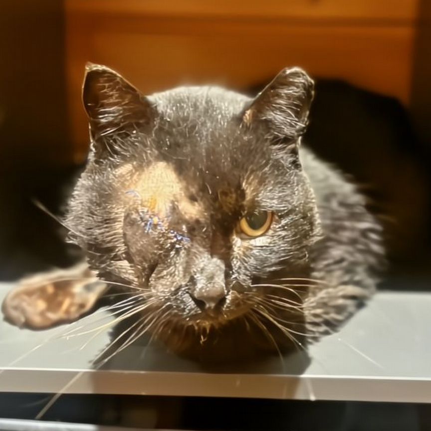 Взрослый кот в добрые руки