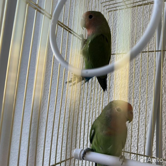 Птенцы попугая неразлучника