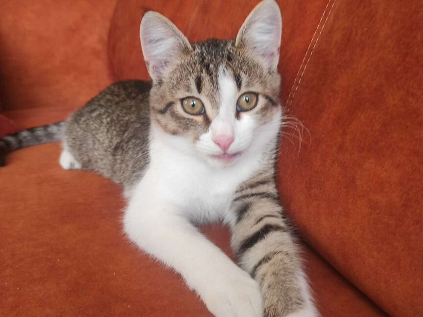 Котёнок умный