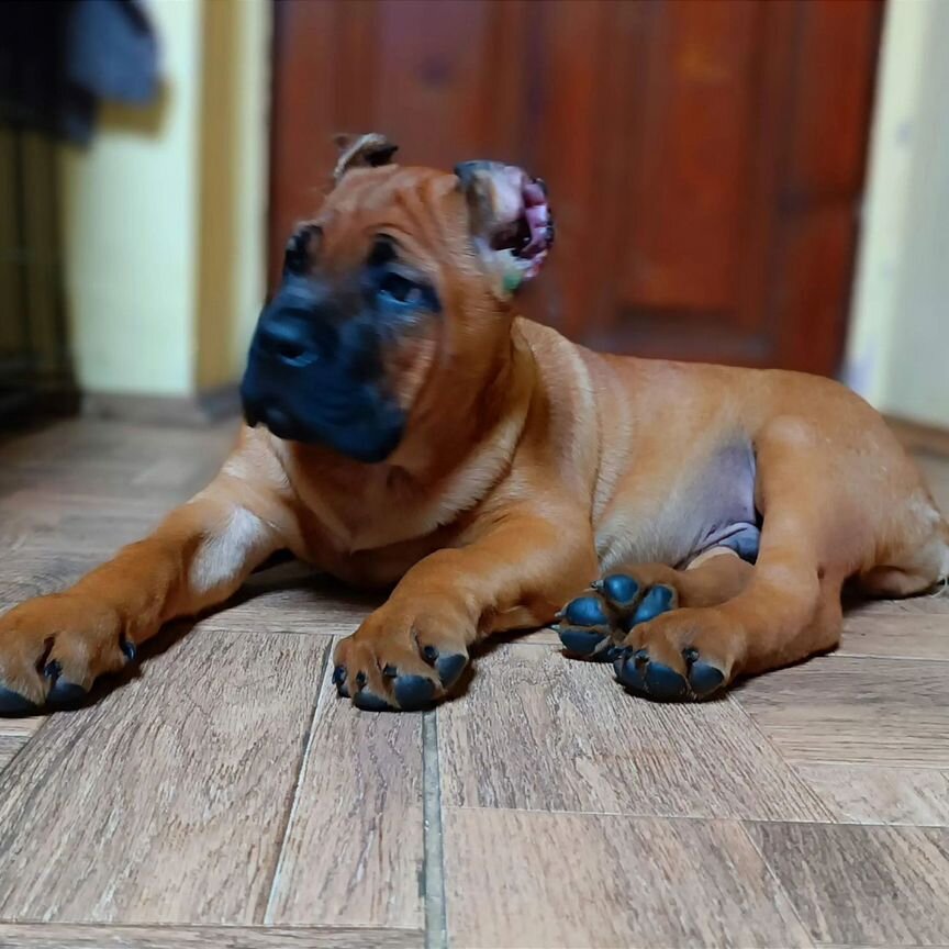 Кане Корсо РКФ