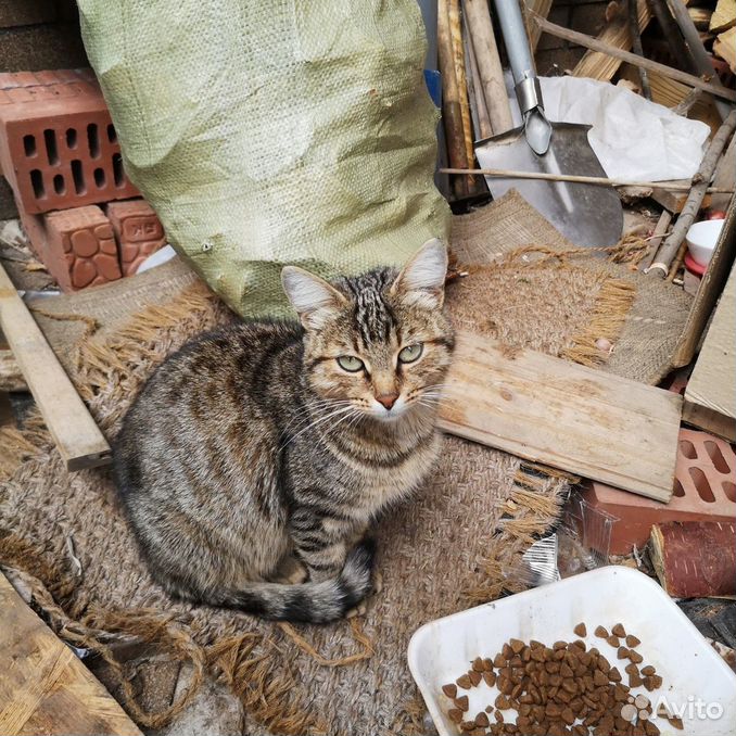 Кошки предложение