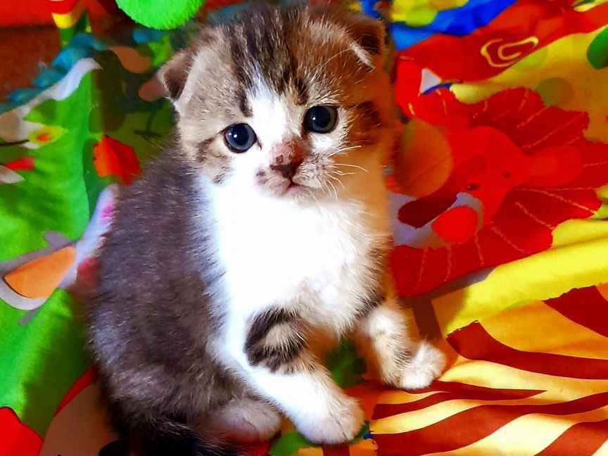 Шотландский котик 1,5 мемяца