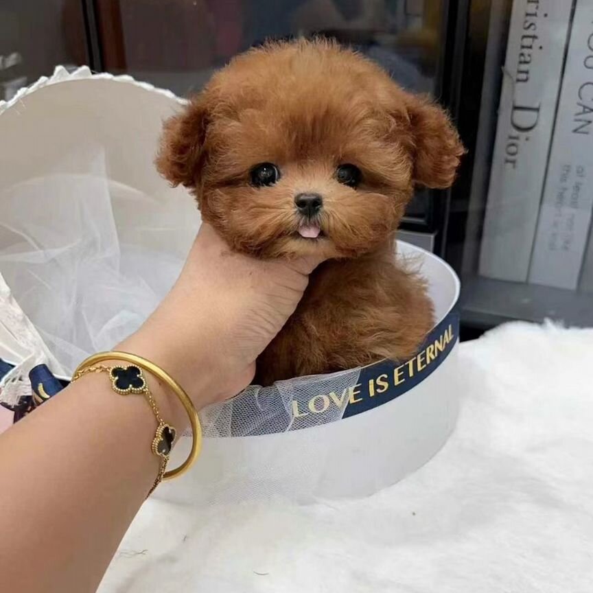 Малыш тедди пудель Китай