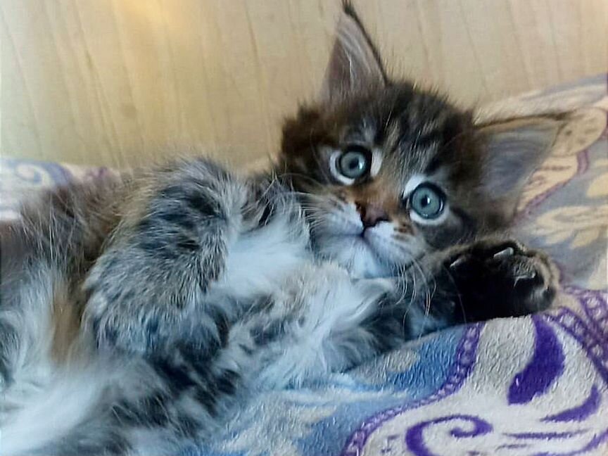 Котята мейн-кун