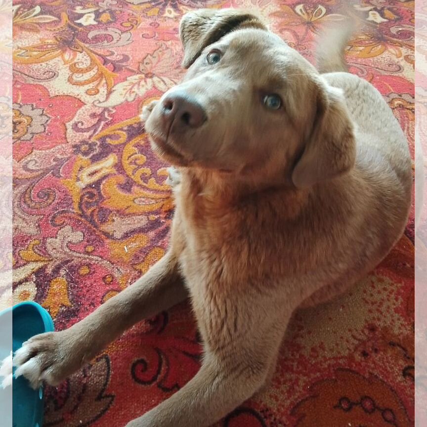 Щенок в добрые руки