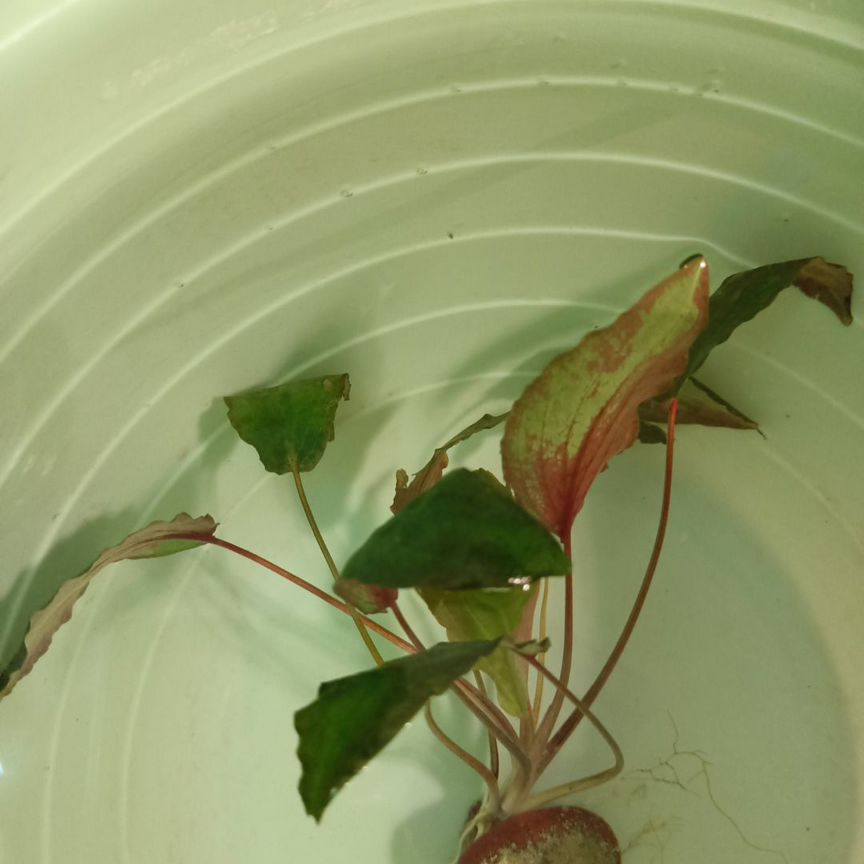 Криптокорина Нури