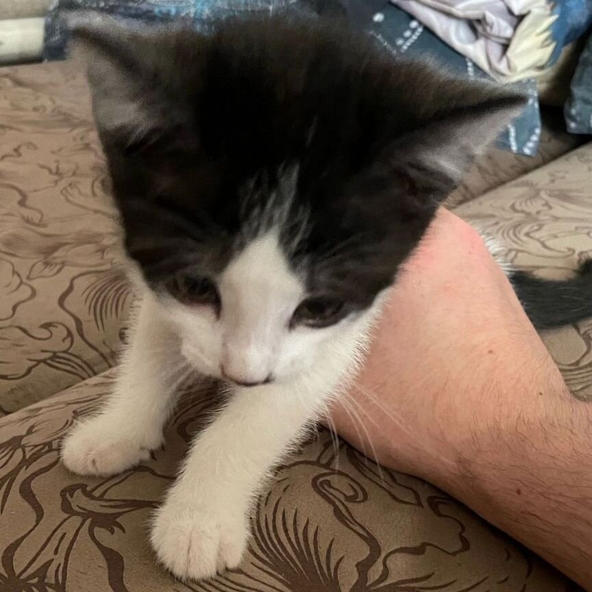 Котёнок в добрые руки