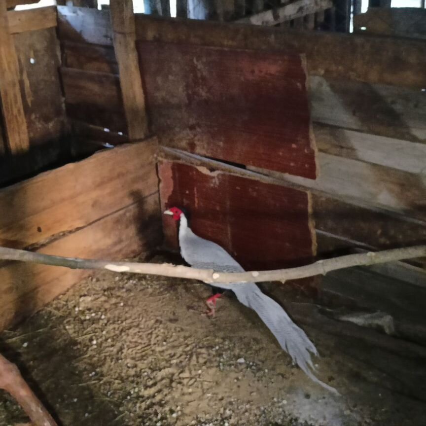 Продаю пару серебрянных фазанов