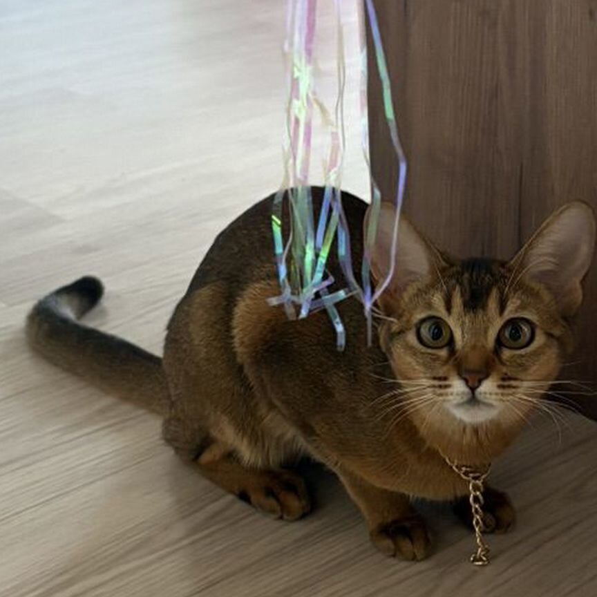 Абиссинский котёнок